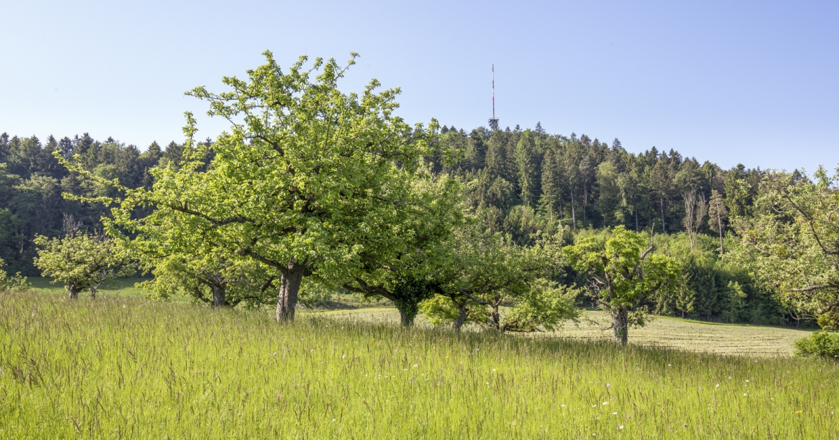 Im Land der Eulen am zürcherischen Irchel