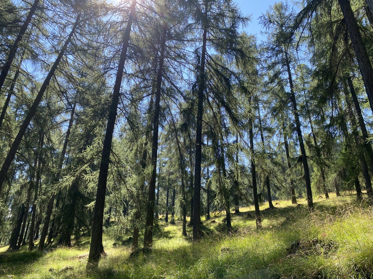 Faido - Dalpe e Bosco Bello