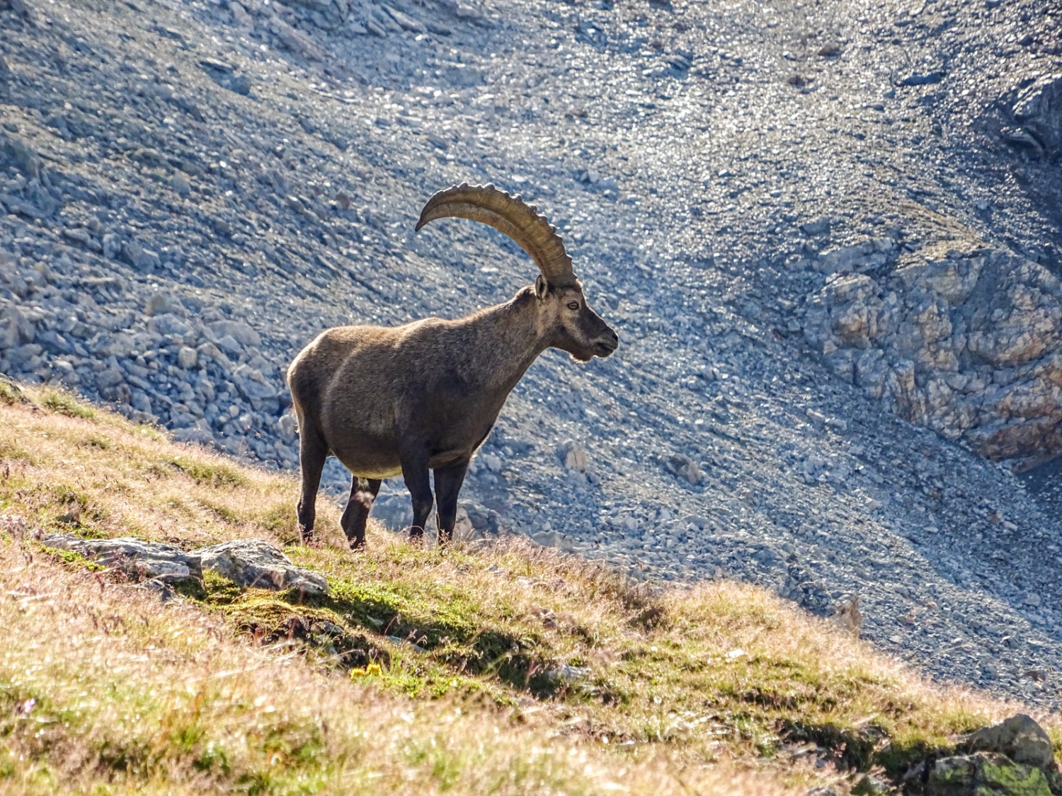 Im Reich von Alpenmohn und Steinbock