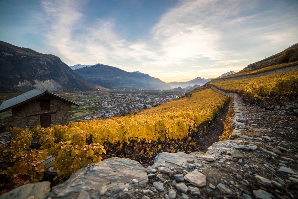 St-Léonard - Bisse de Sillonin - Flanthey - Ollon - Corin - Loc - Sierre
