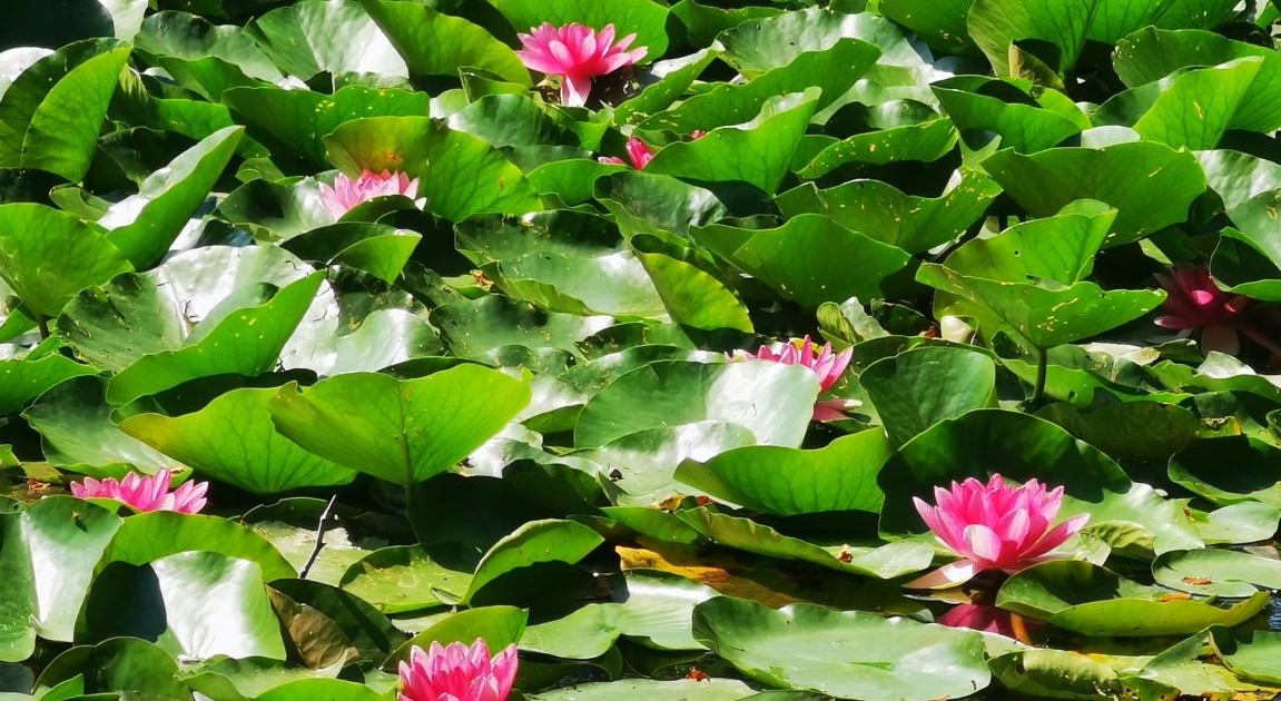 Wandertreffen der Kantone (AG, BS, BL, SO) - Route 3 (lang)