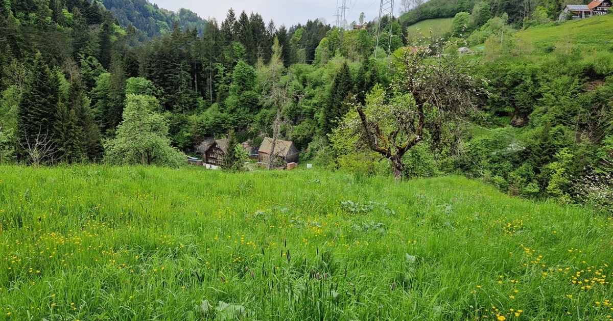 Goldach von der Quelle zum See