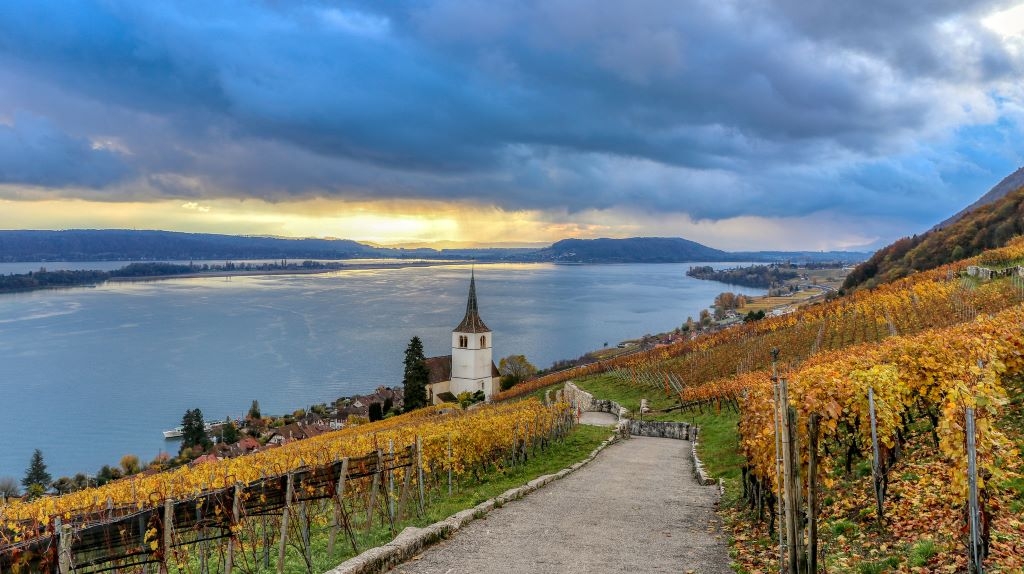 Durch herbstliche Rebberge im Drei-Seen-Land