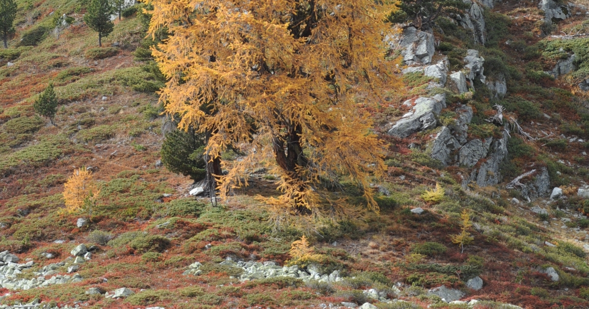 R 45 : Vercorin - Bisse de Vercorin - L'Ar du Tsan - Crêt du Midi