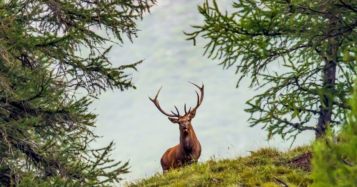 Zur Hirschbrunft im Val Mingèr GR • Schweizer Wanderwege Home